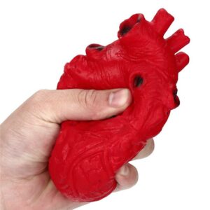 Anatomical Heart Squishy - Squishies USA